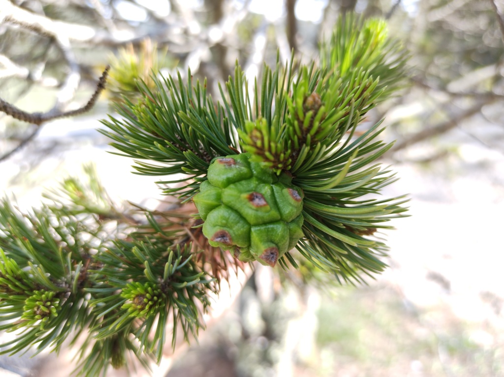 Mexican pinyon from Galeana, N.L., México on June 27, 2021 at 05:41 PM ...