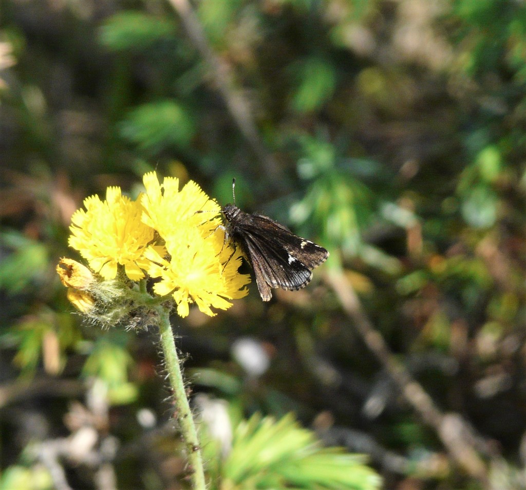 Common Roadside-Skipper from Camden East Alvar, Lennox and Addington ...