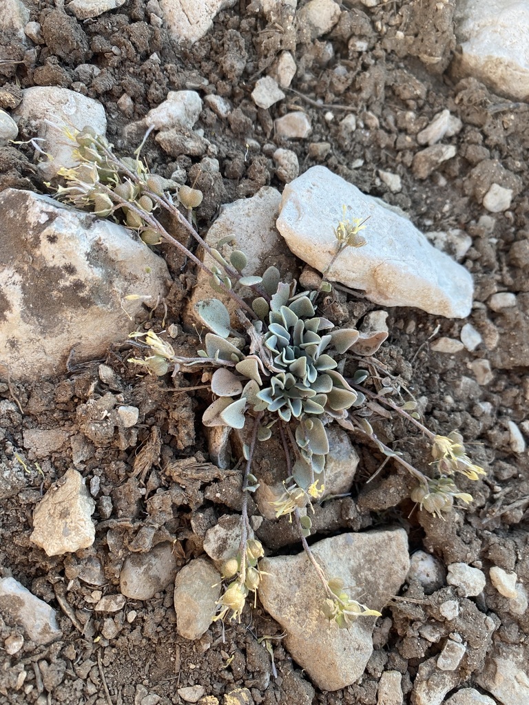 Intermountain Bladderpod from Sanpete, Utah, United States on June 20 ...