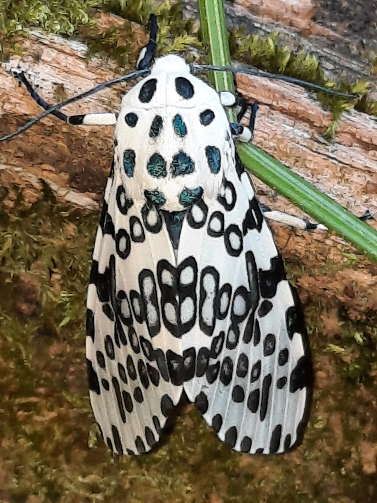 Giant Leopard Moth from Elizabethton, TN 37643, USA on June 29, 2021 at ...