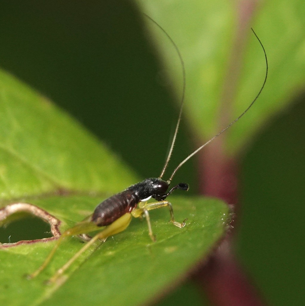 Red-headed Bush Cricket in June 2021 by bugzilla. On *Monarda fistulosa ...