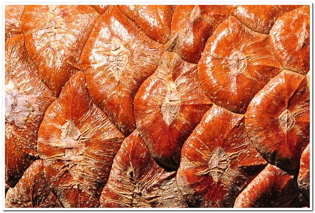 Crimean Pine (Pinus nigra pallasiana) - Botanical Realm
