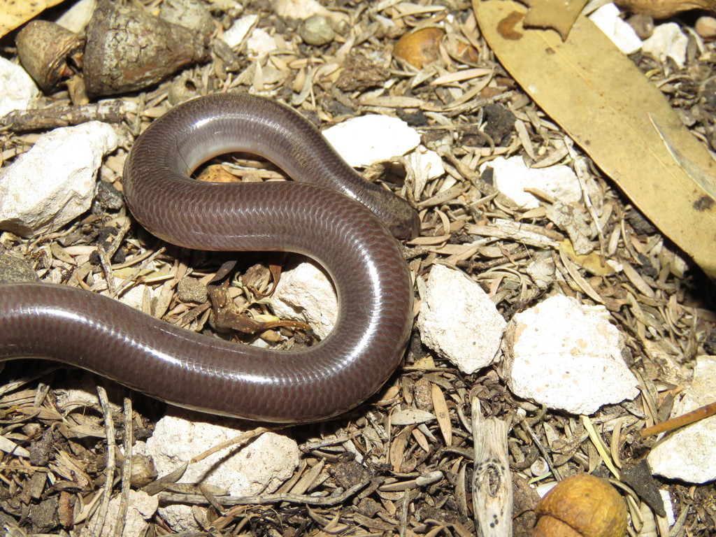 Dark-spined Blind Snake from Coffin Bay SA 5607, Australia on November ...