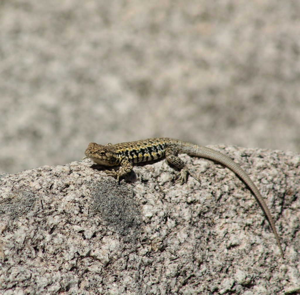 Braided Smooth-throated Lizard from Carén, Monte Patria, Coquimbo ...