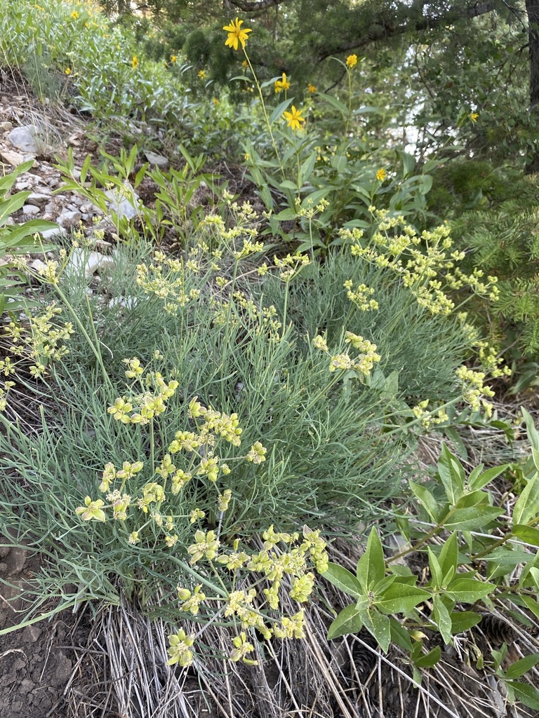 Lomatium graveolens graveolens from Summit, Utah, United States on June ...