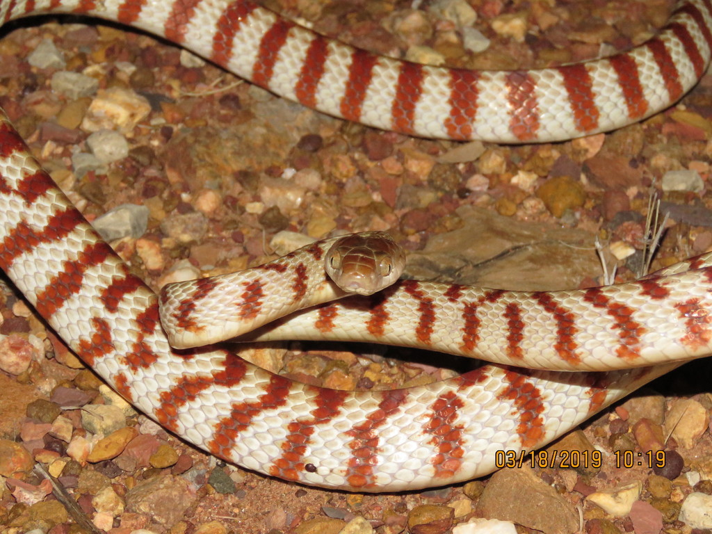 Brown Tree Snake from Nitmiluk NT 0852, Australia on March 18, 2019 by ...