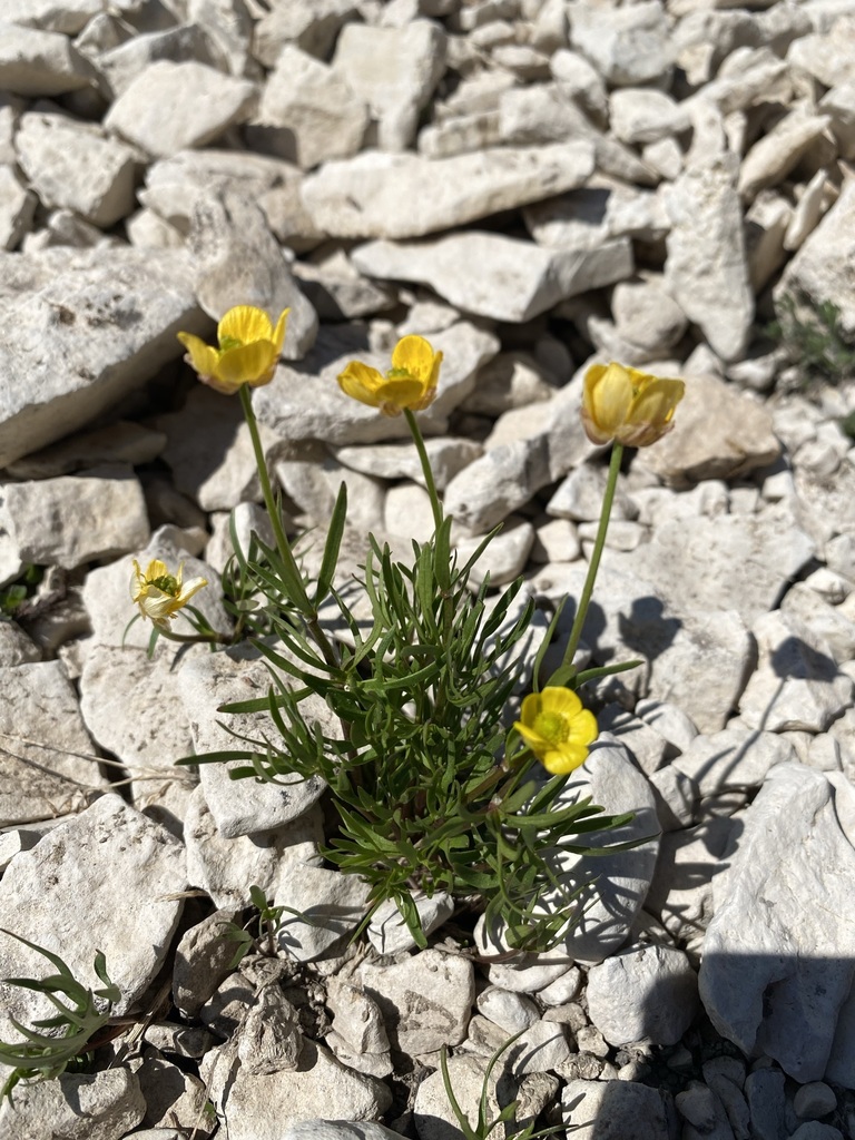 Ranunculus adoneus adoneus from Sanpete, Utah, United States on June 21 ...