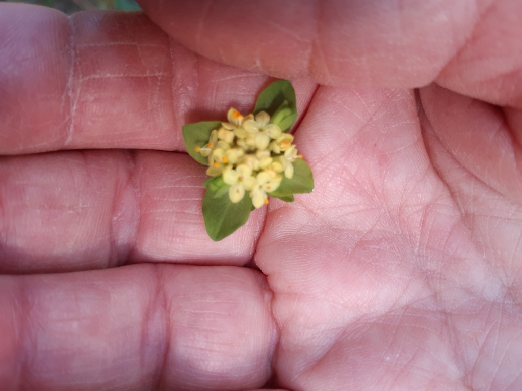 yellow rice-flower in June 2021 by ttree1 · iNaturalist