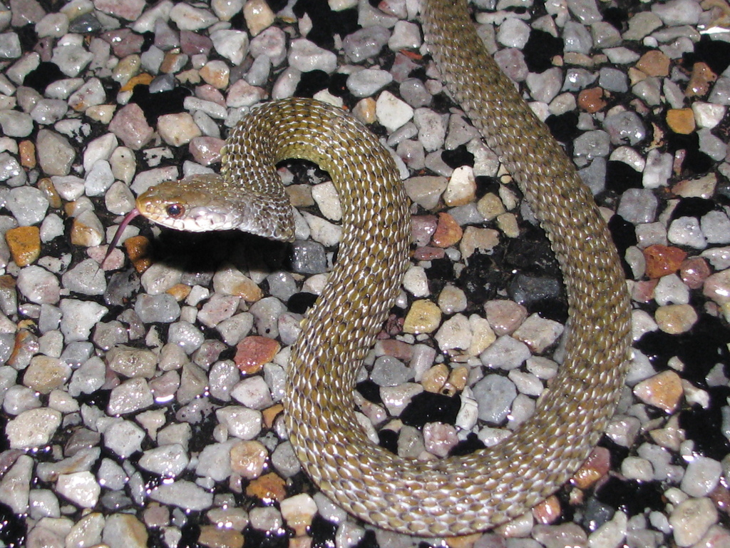 Common keelback (Snakes of the Townsville Region ) · iNaturalist
