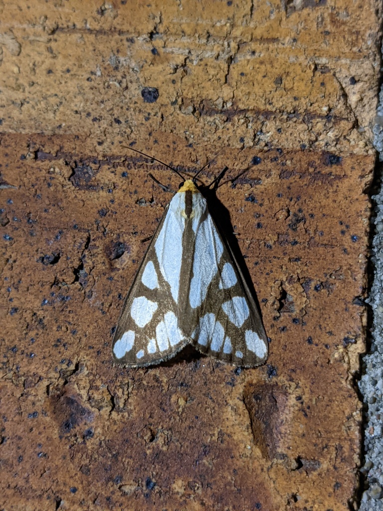 Reversed Haploa Moth from Cedar County, NE, USA on June 29, 2021 at 05: ...