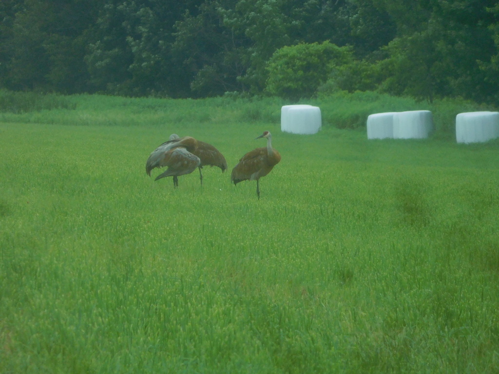 Sandhill Crane in June 2021 by gsexauer · iNaturalist