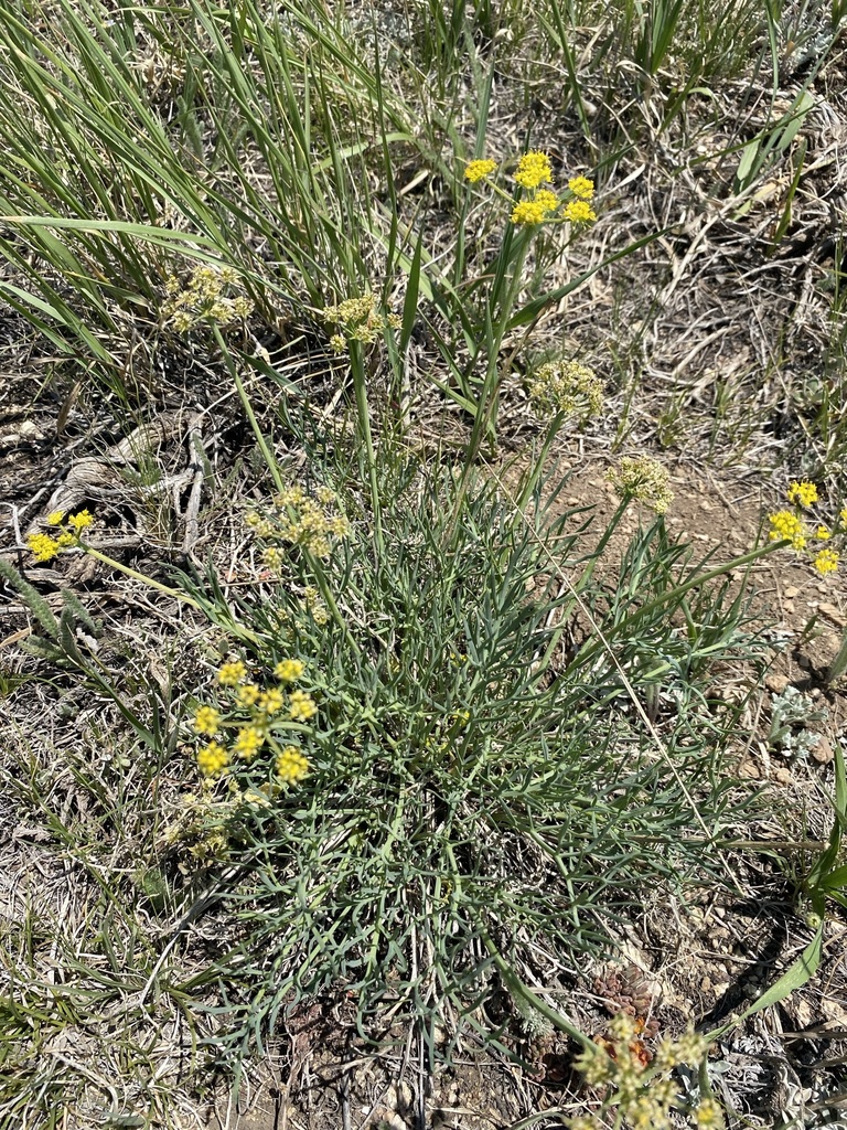Lomatium graveolens graveolens from Davis, Utah, United States on June ...