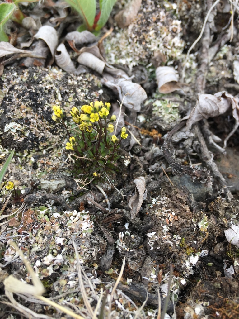 Snowbed Whitlow-grass (Alpine Flora of the Southern Rocky Mountains ...