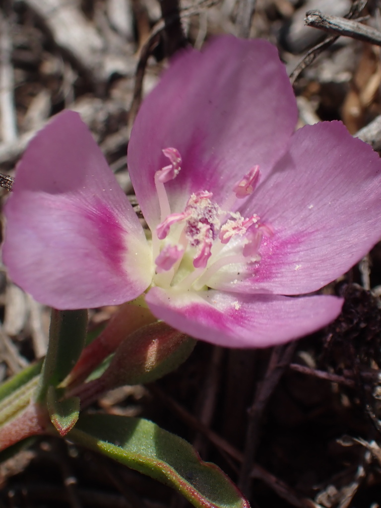 Prostrate Clarkia in June 2021 by Aaron Echols. Sepals splitting ...