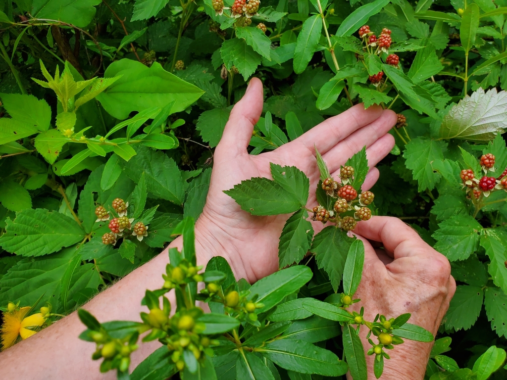 Common Dewberry from Arnold, MO, USA on June 29, 2021 at 07:06 PM by ...