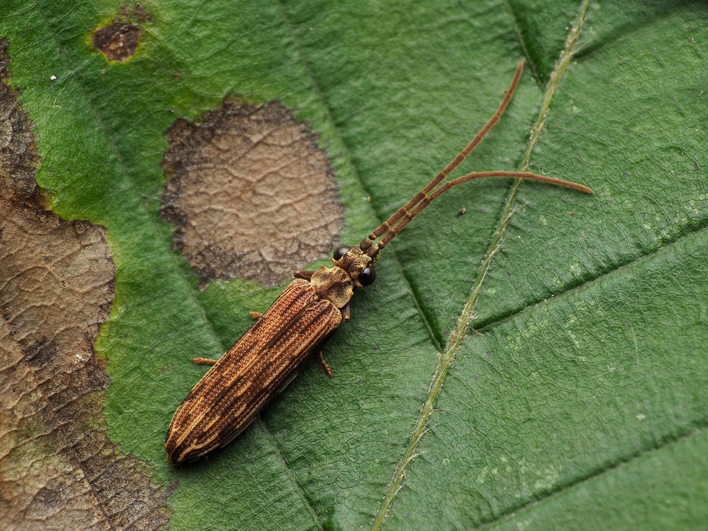 Tenomerga cinerea from Northwest Washington, Washington, DC, USA on ...