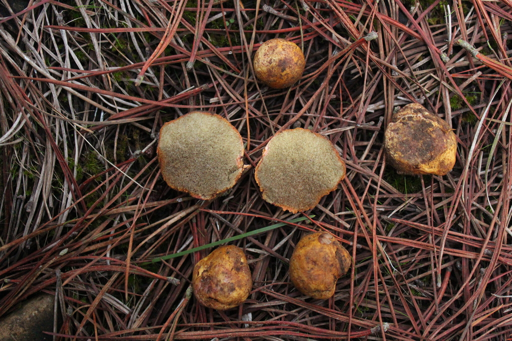 Yellow False Truffle from Linares, Maule, Chile on June 04, 2021 at 06: ...