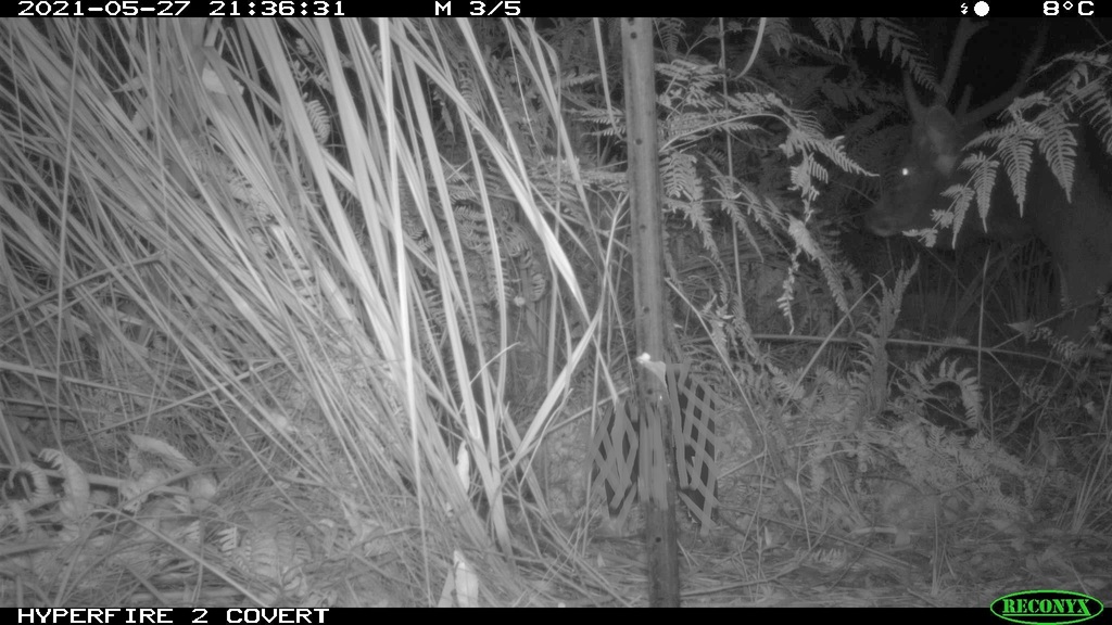 Rusa Deer from Jervis Bay JBT 2540, Australia on May 27, 2021 at 09:36 ...