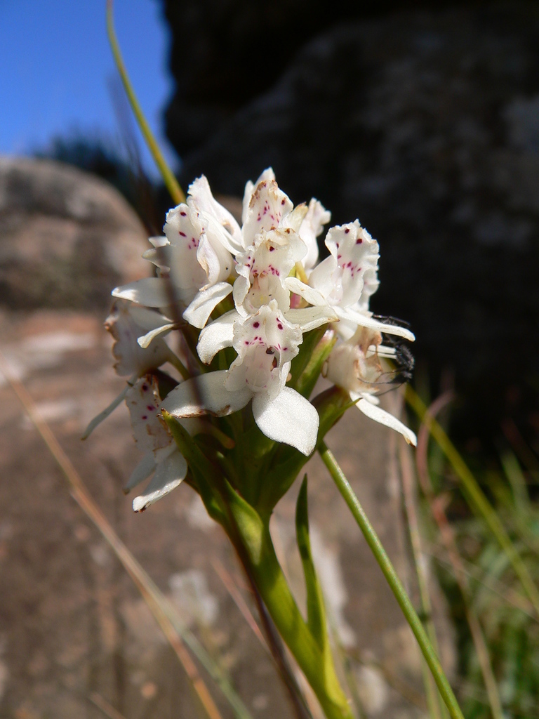 Common Purplespot False-Disa from Ehlanzeni, South Africa on March 23 ...
