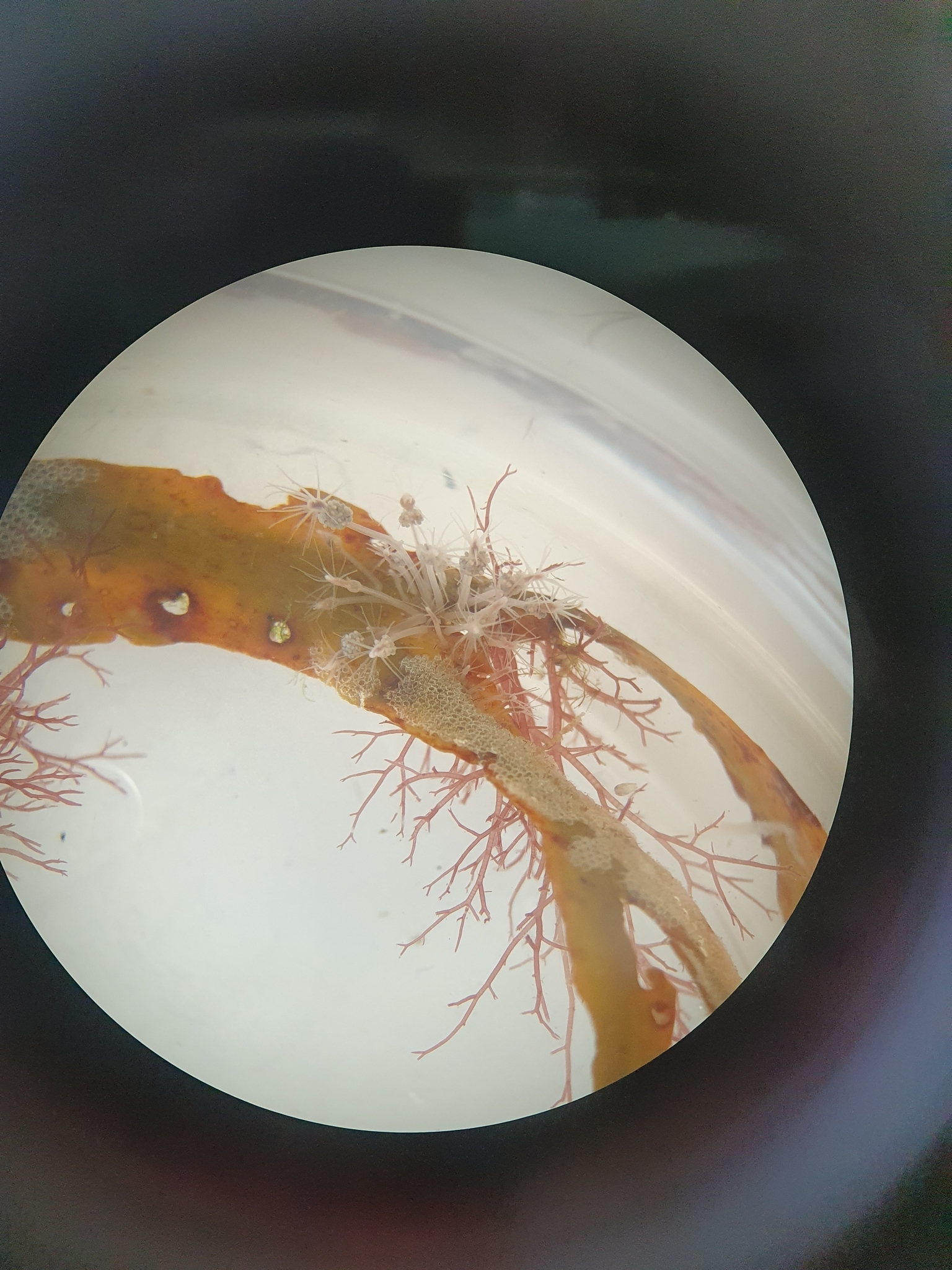 Clava multicornis (Forsskål, 1775)