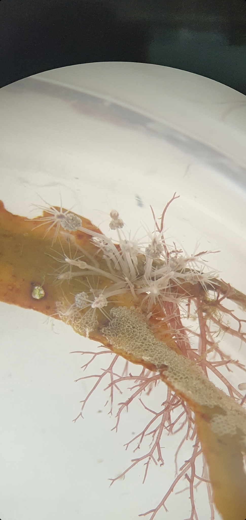 Clava multicornis (Forsskål, 1775)