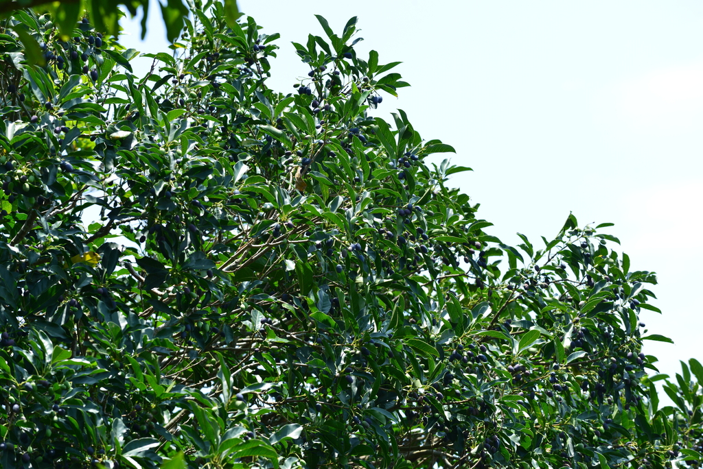 Native Olive in May 2018 by JODY HSIEH · iNaturalist