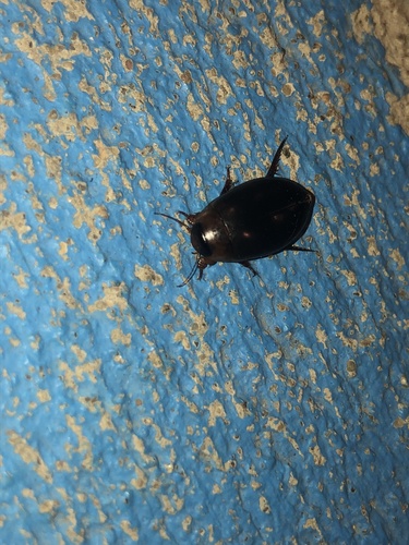 Hydaticus piceus · iNaturalist