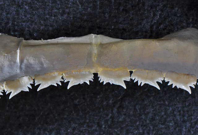 Bramble Shark (Echinorhinus brucus) - Marine Life Identification