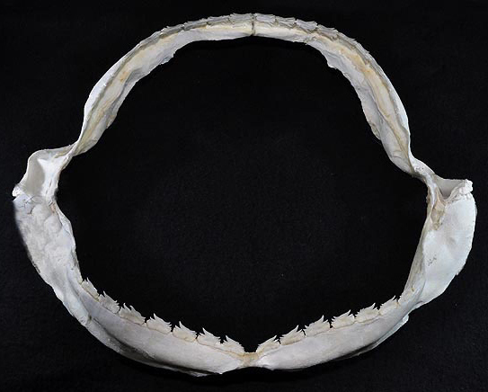Bramble Shark (Echinorhinus brucus) - Marine Life Identification