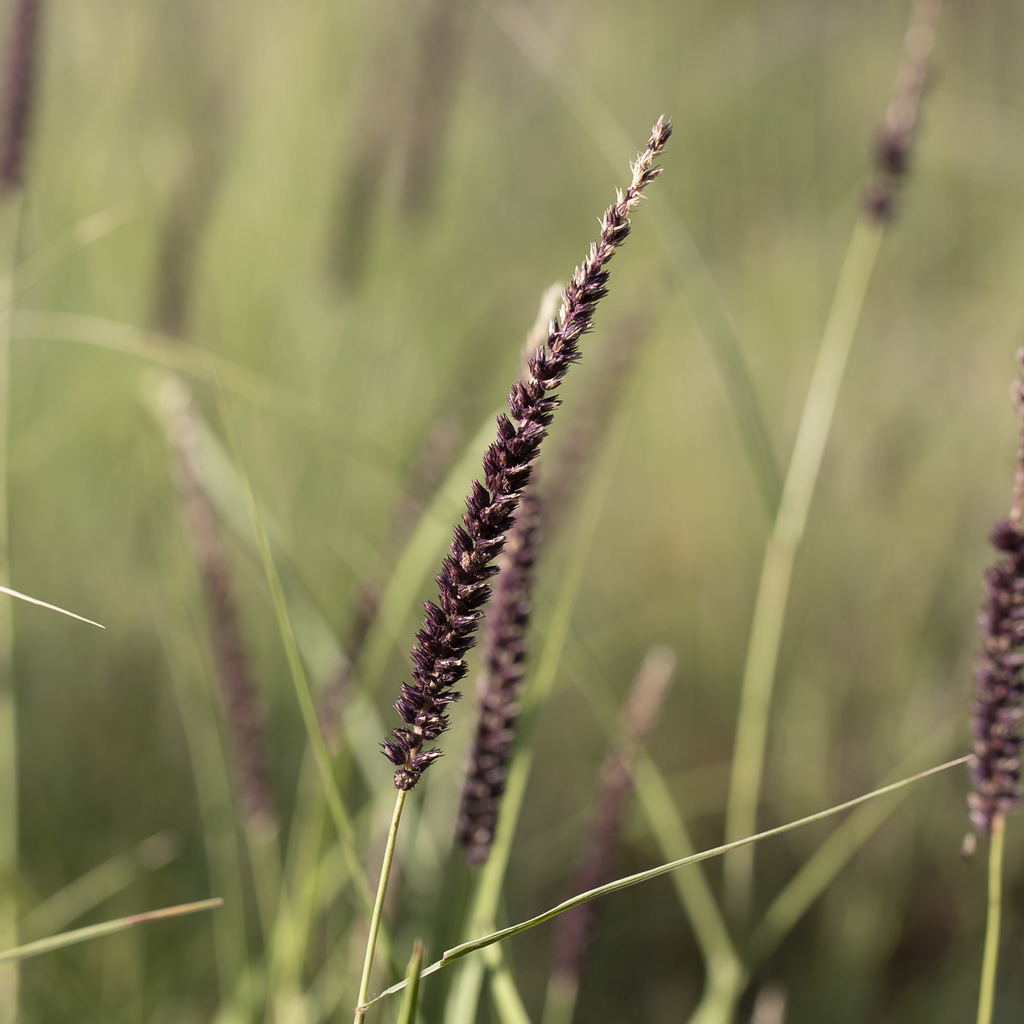(Cenchrus setigerus) - Botanical Realm