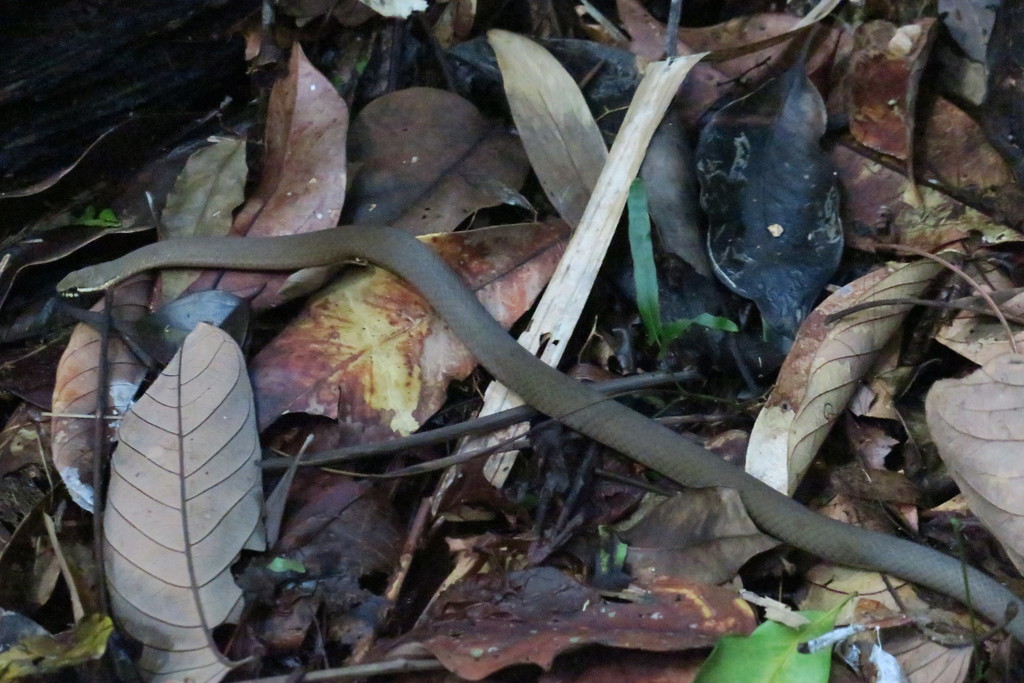 Black-bellied Swamp Snake from Djiru QLD 4852, Australia on April 13 ...
