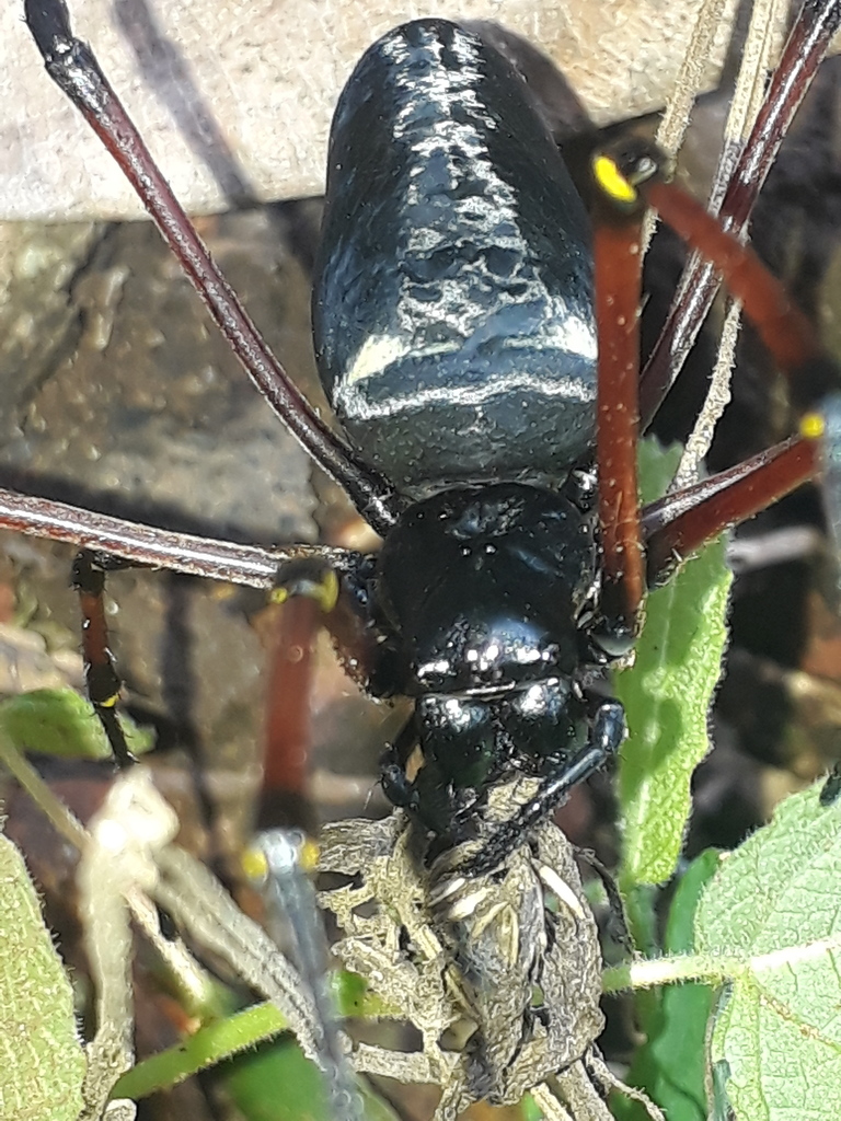 Black Golden Orbweaver from Kaipattoor, Kerala, India on June 30, 2021 ...