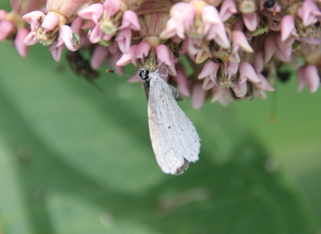 Summer Azure from Adams County, WI, USA on June 27, 2021 at 12:36 PM by ...