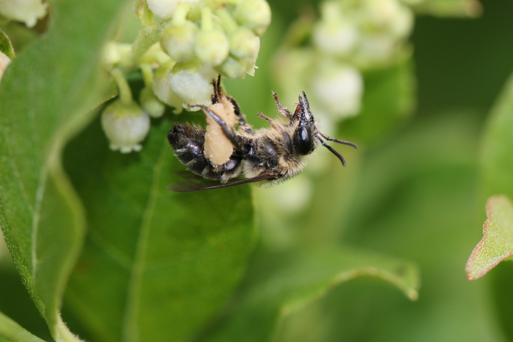 Blunt-horn Bees (Bee genera of southern Africa) · iNaturalist