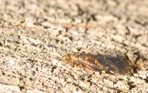 Genus Atlantopsocus · iNaturalist