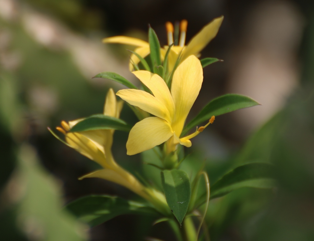 porcupine flower from Mumbai, Maharashtra 400101, India on October 22 ...