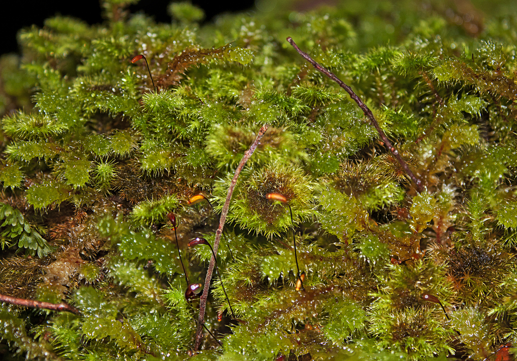 pipe-cleaner moss from Franklin River Nature Trail, Southwest TAS 7139 ...