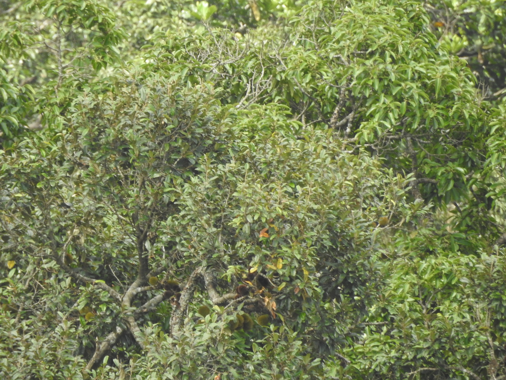 Cullenia exarillata A.Robyns