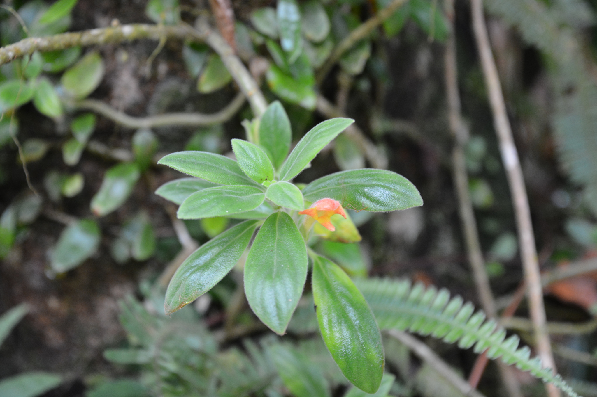 Columnea scandens L.