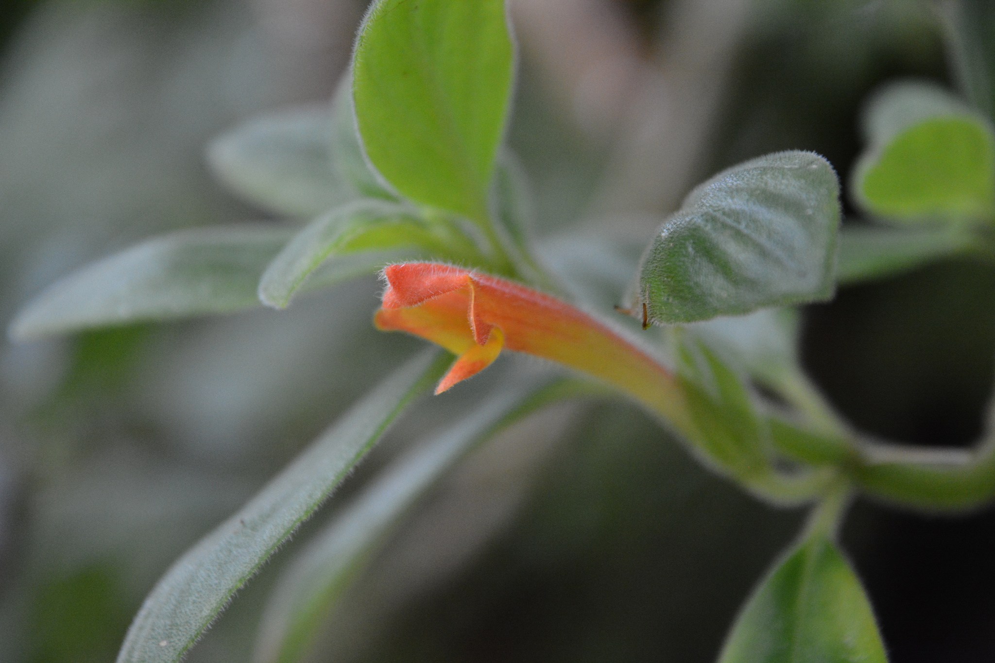 Columnea scandens L.