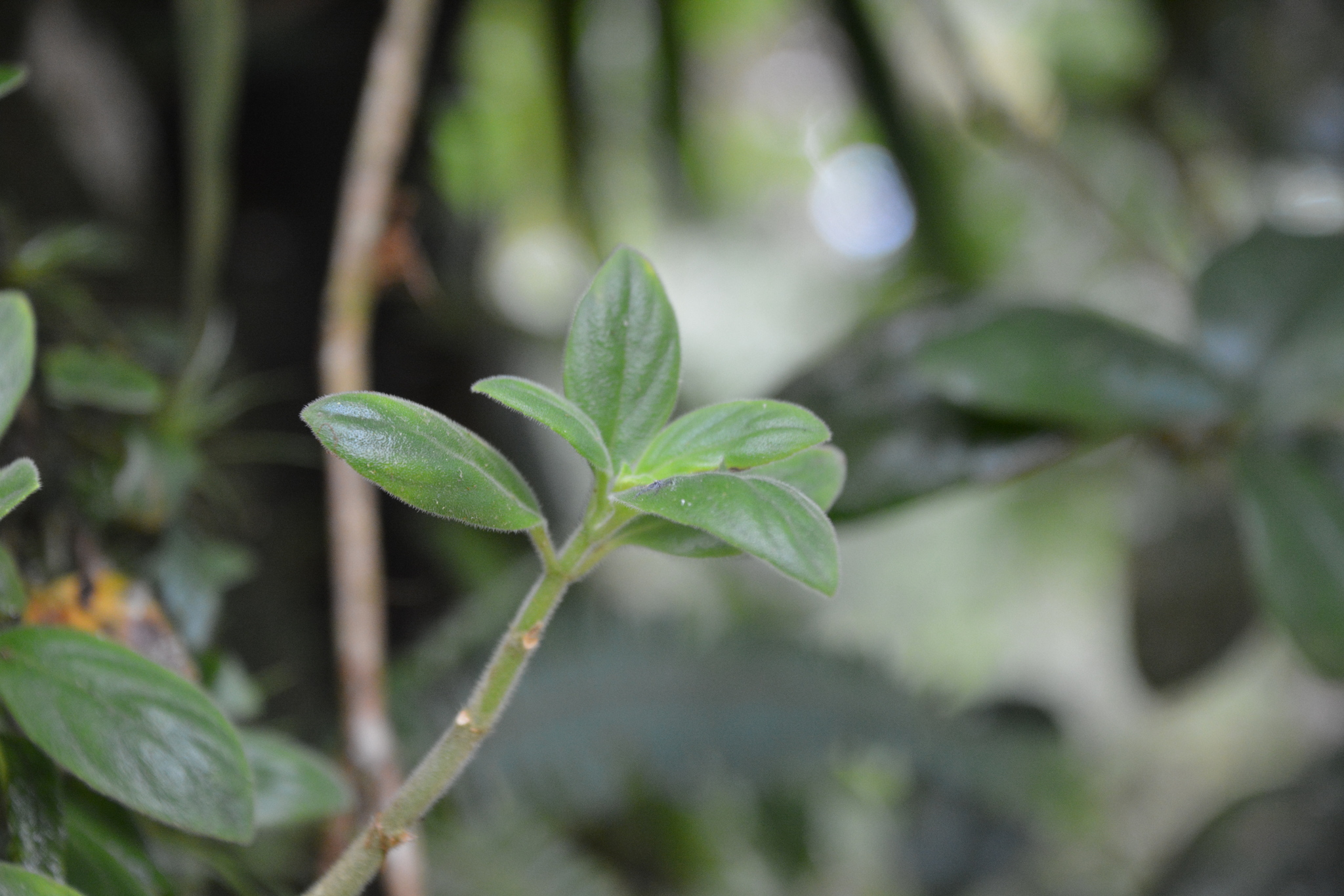 Columnea scandens L.