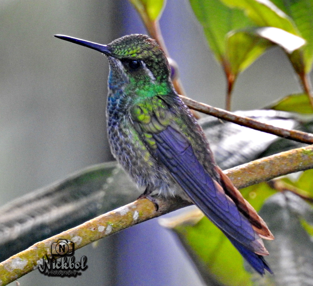 Green-breasted Mountain-gem from Selva Negra, Nicaragua on September 18 ...