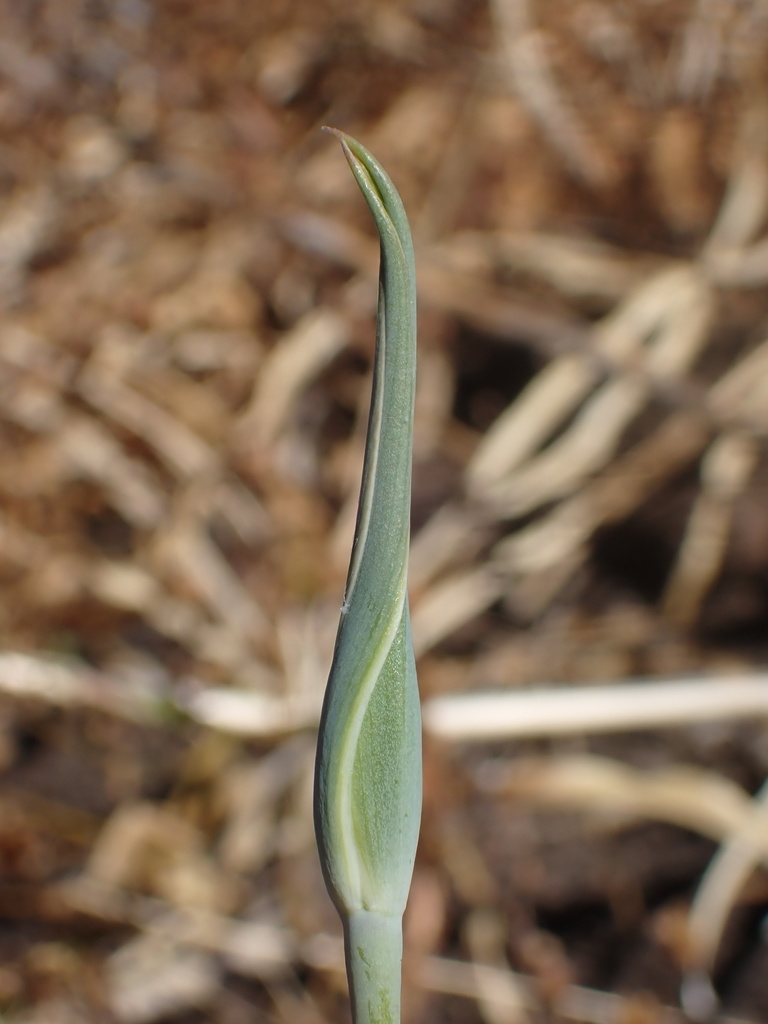 Late-blooming Mariposa Lily in June 2021 by Aaron Echols · iNaturalist