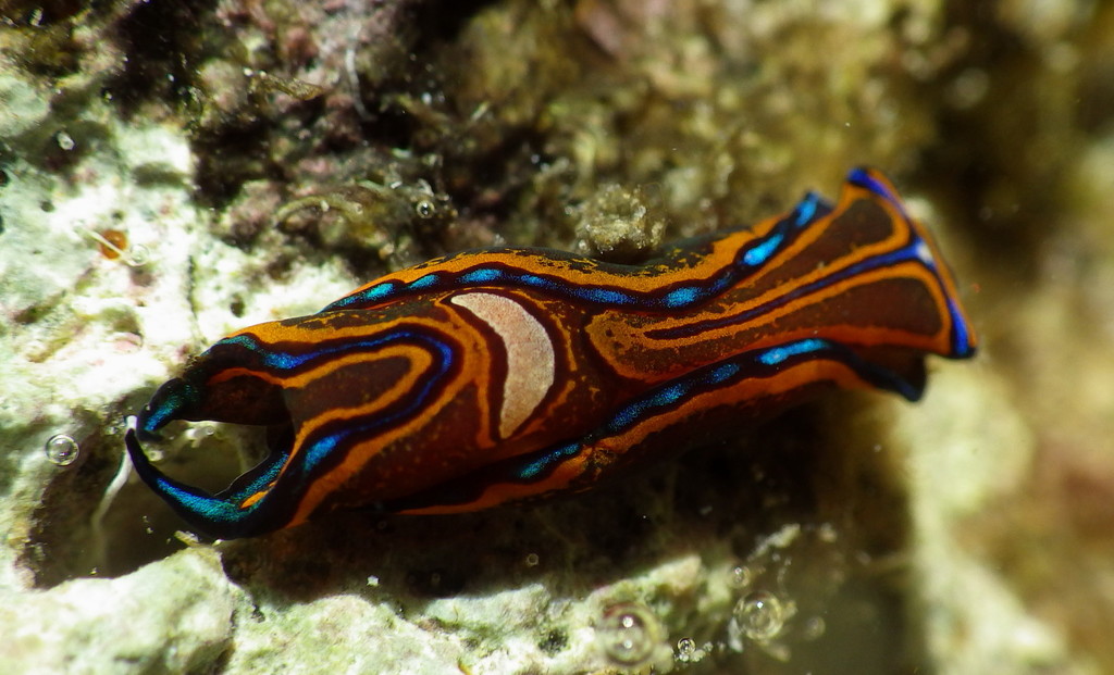 Swallowtail Headshield Slug from Dangriga, Stann Creek, Belize on ...