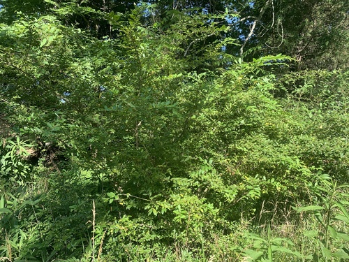 Amur Privet (Subspecies Ligustrum obtusifolium obtusifolium) · iNaturalist