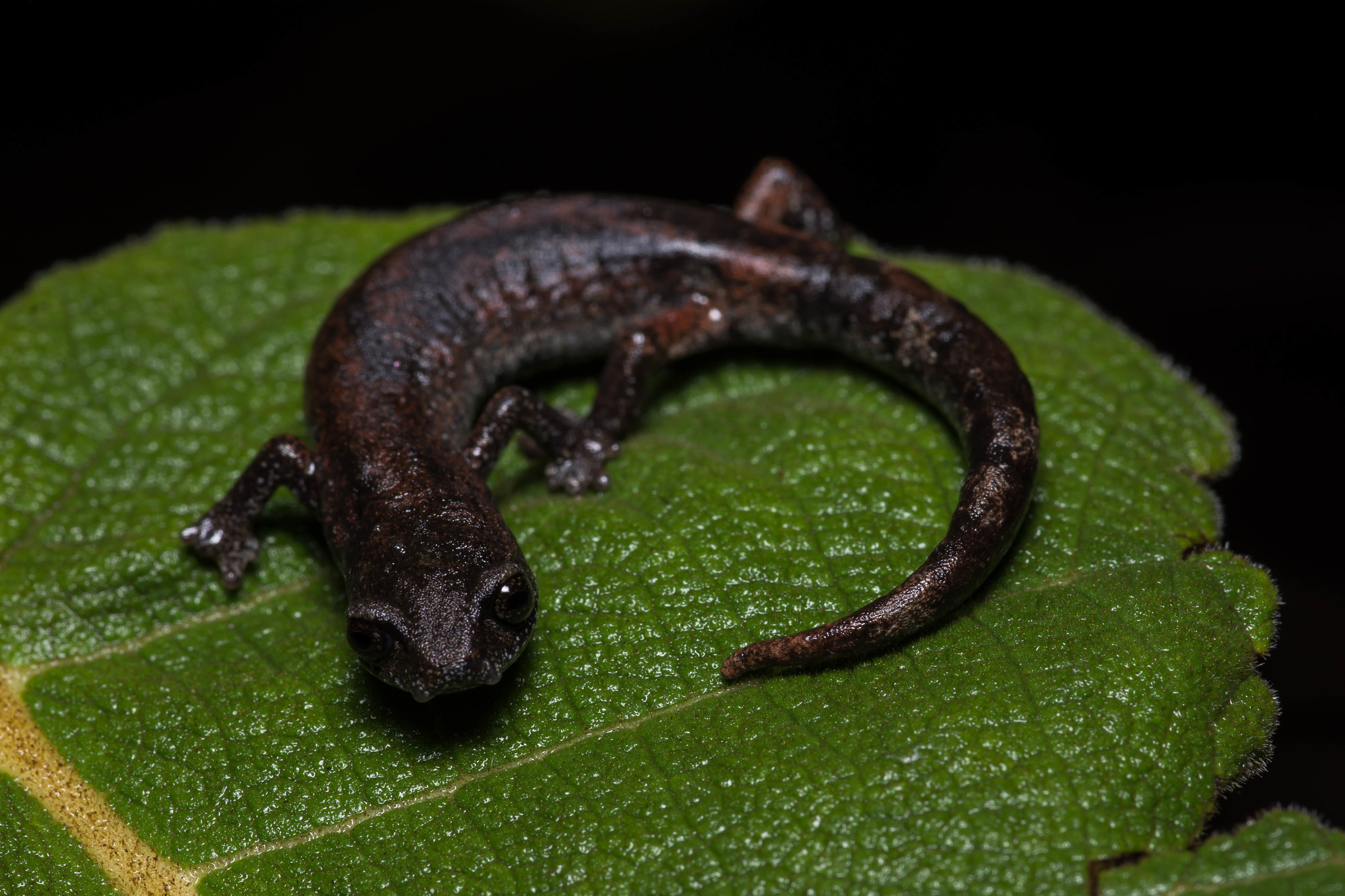 Pseudoeurycea Leprosa Cope 1869