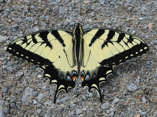 Midsummer Tiger Swallowtail (Papilio solstitius) · iNaturalist