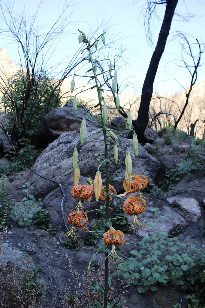 true lilies (Lilium) - Botanical Realm