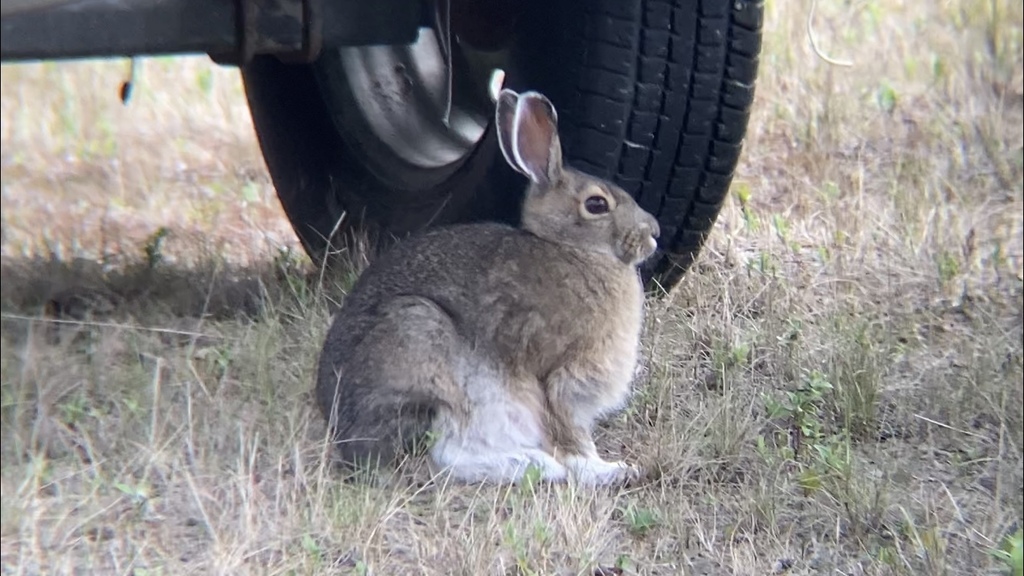 Alaskan Hare (Alaska in Summer) · iNaturalist