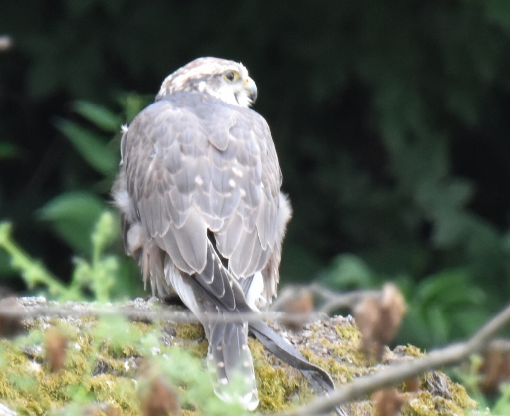 Lanner Falcon from 74140 Sciez, France on June 30, 2021 at 04:53 PM by ...